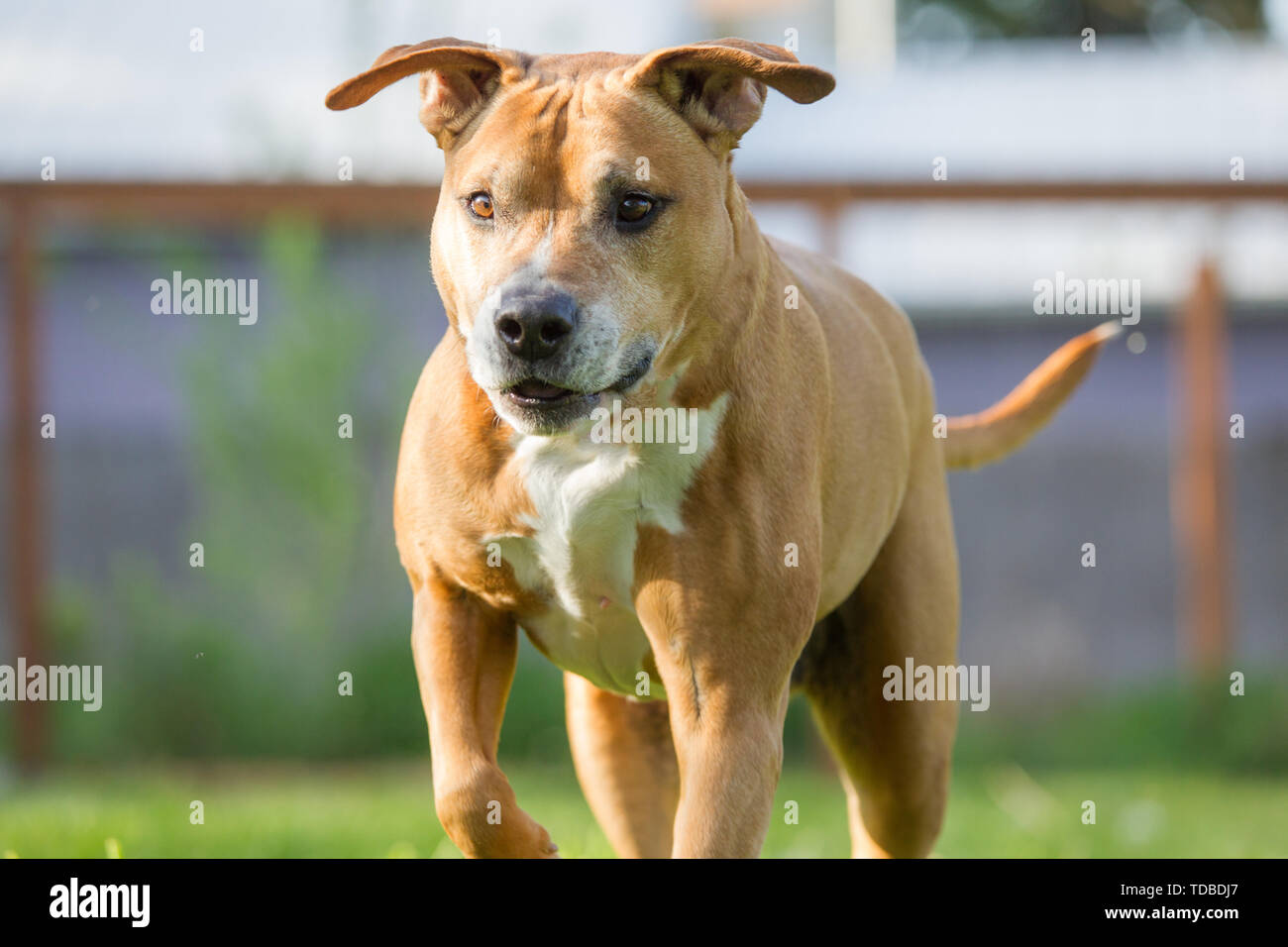 Bitbull hi-res stock photography and images - Alamy