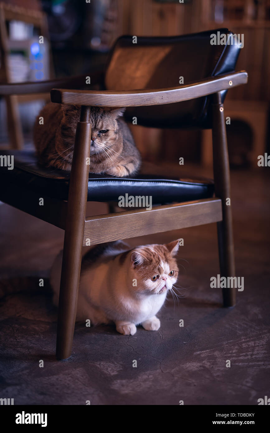 Photographed in Xi'an Cat Cafe Stock Photo - Alamy
