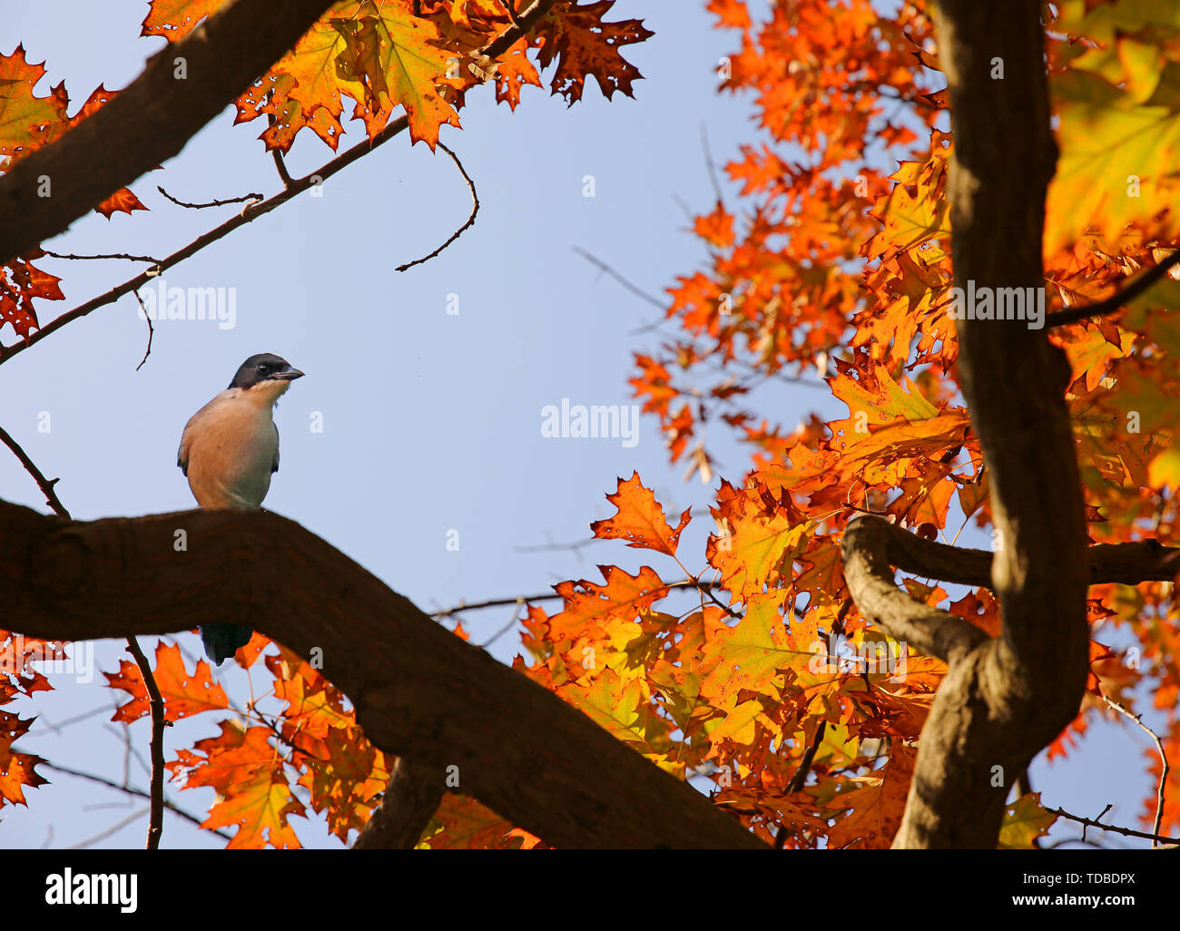 A group of birds Stock Photo - Alamy