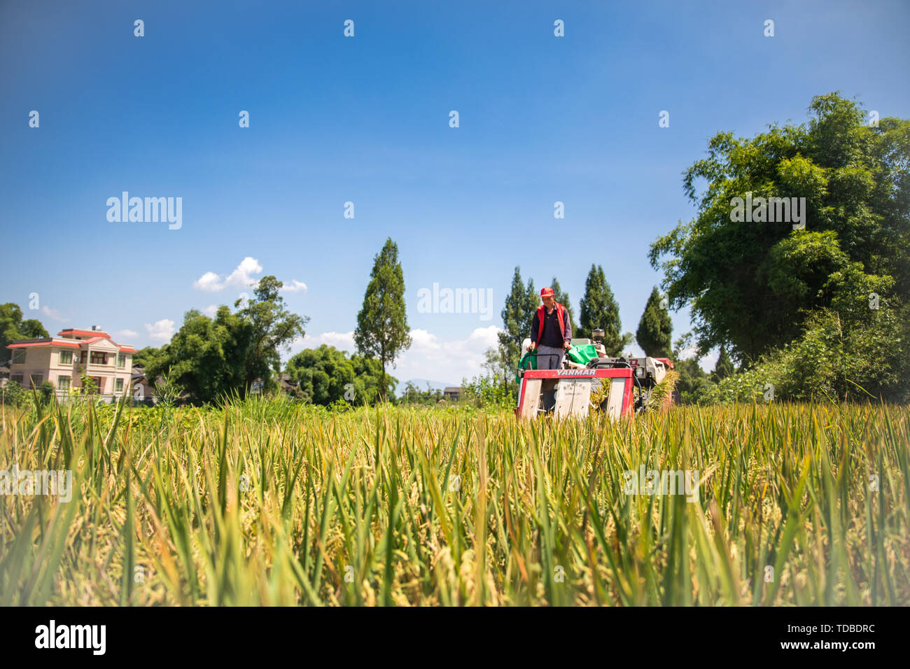 The autumn harvest hits the millet Stock Photo - Alamy