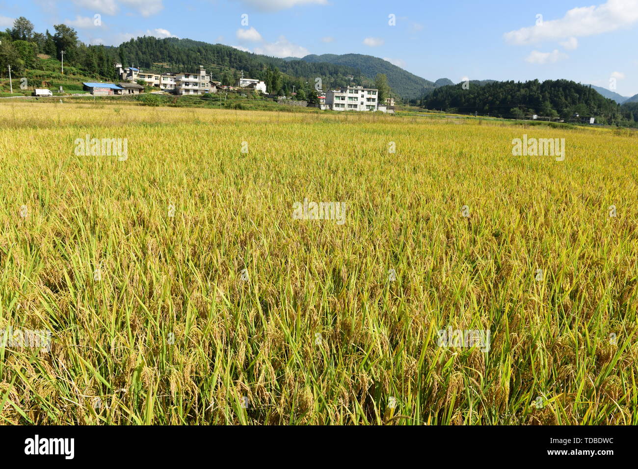 Grain planting and pastoral farms hi-res stock photography and images ...