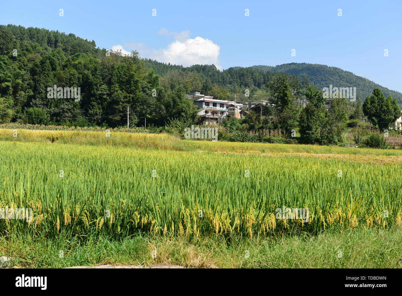 High definition rice hi-res stock photography and images - Alamy