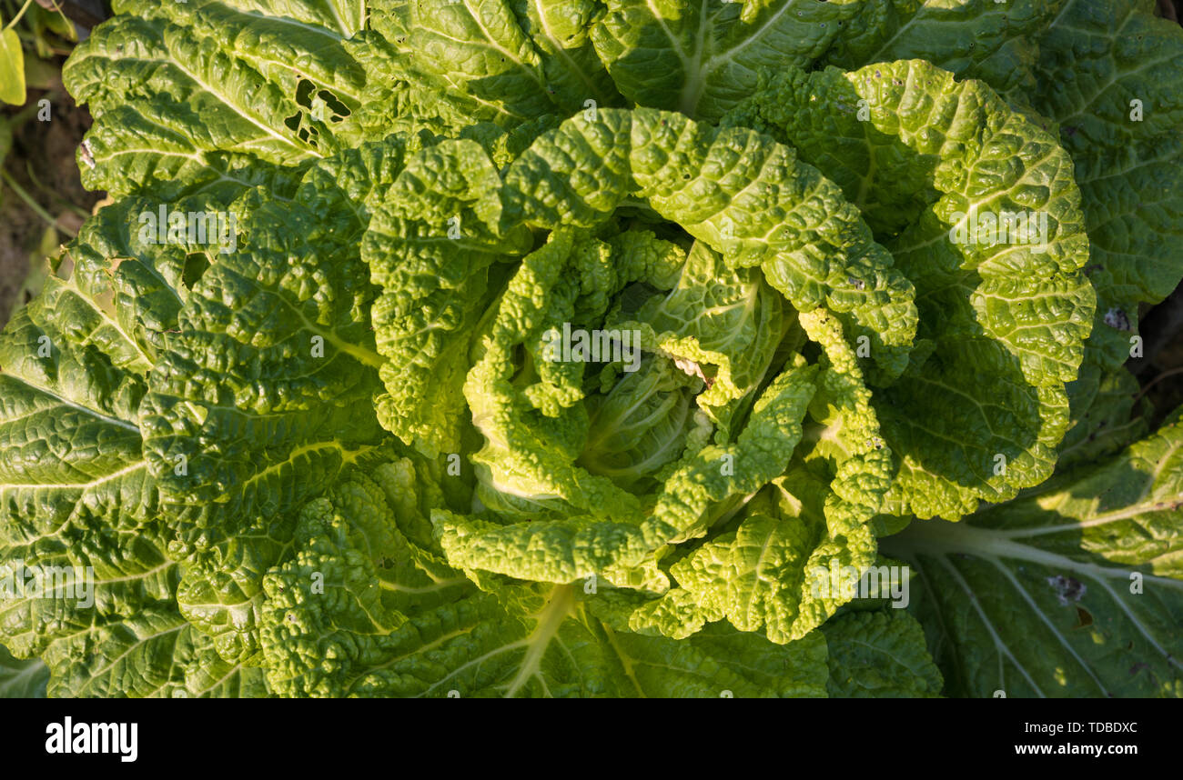 Green vegetable leaves Stock Photo - Alamy