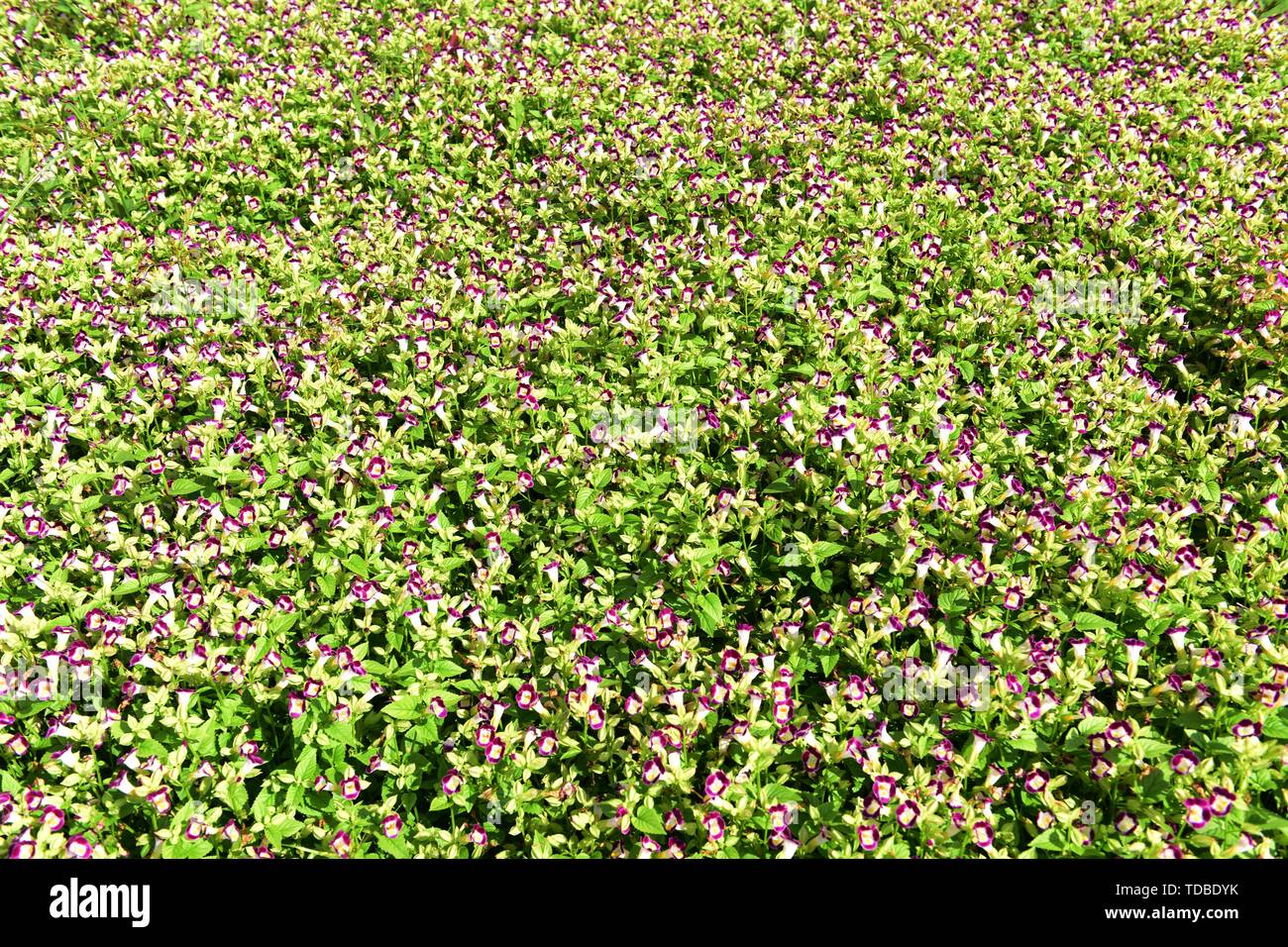 Pigs ear flower hi-res stock photography and images - Alamy