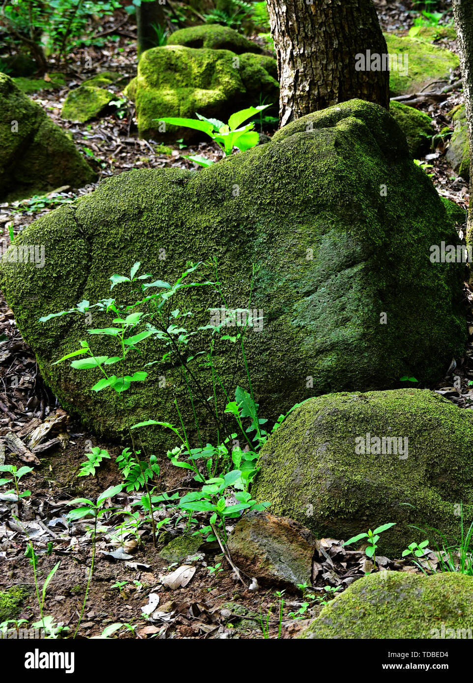 Tieshan hi-res stock photography and images - Alamy