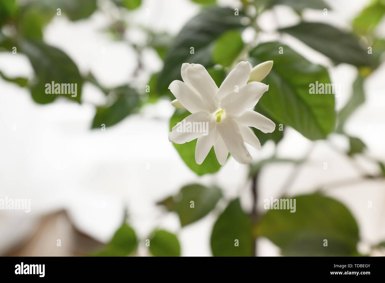 A group of jasmine flowers in backlight Stock Photo - Alamy