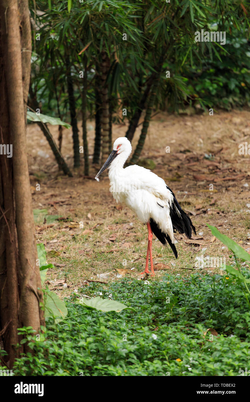 Oriental white stork Stock Photo - Alamy