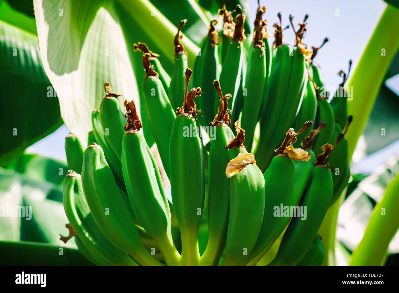 Unripe bananas in jungle close hi-res stock photography and images - Alamy