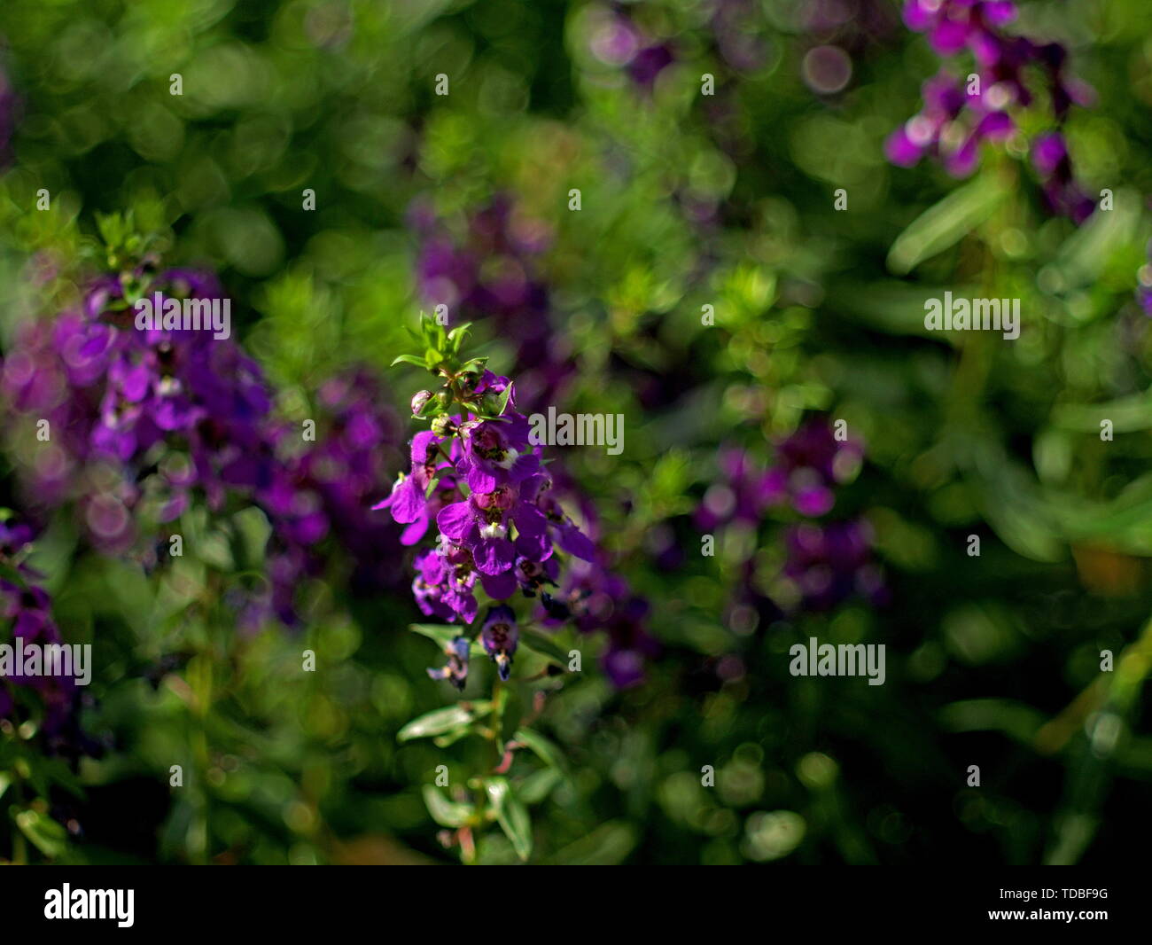 A string of purple Stock Photo - Alamy