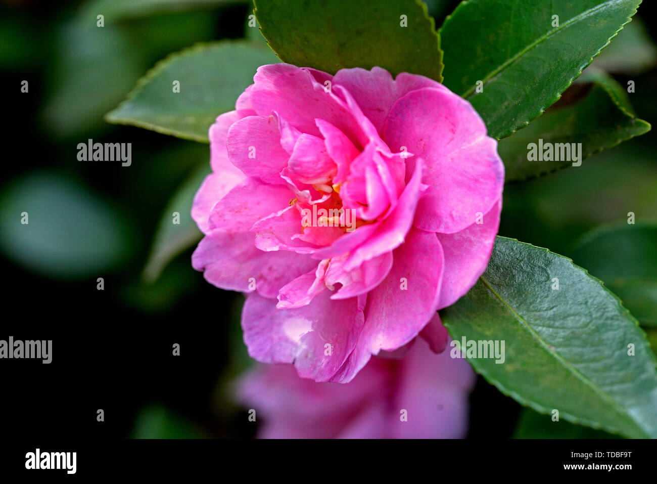 Tea with flowers pearls hi-res stock photography and images - Alamy