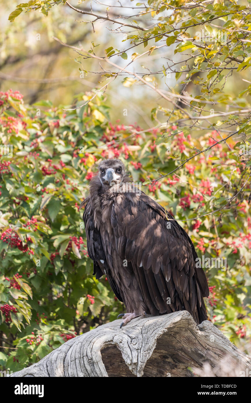 Fall Outdoor Vulture Closeup Stock Photo - Alamy