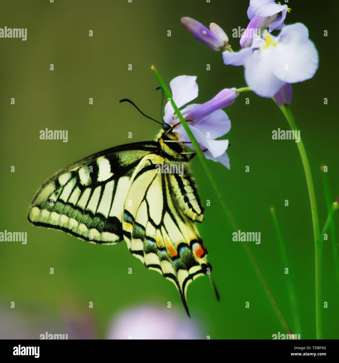 Golden Phoenix butterfly Stock Photo - Alamy