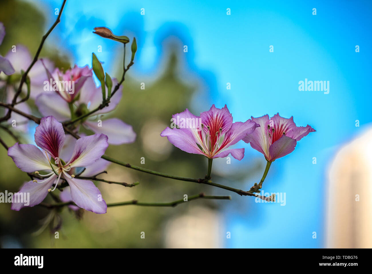 Bauhinia trees hi-res stock photography and images - Alamy