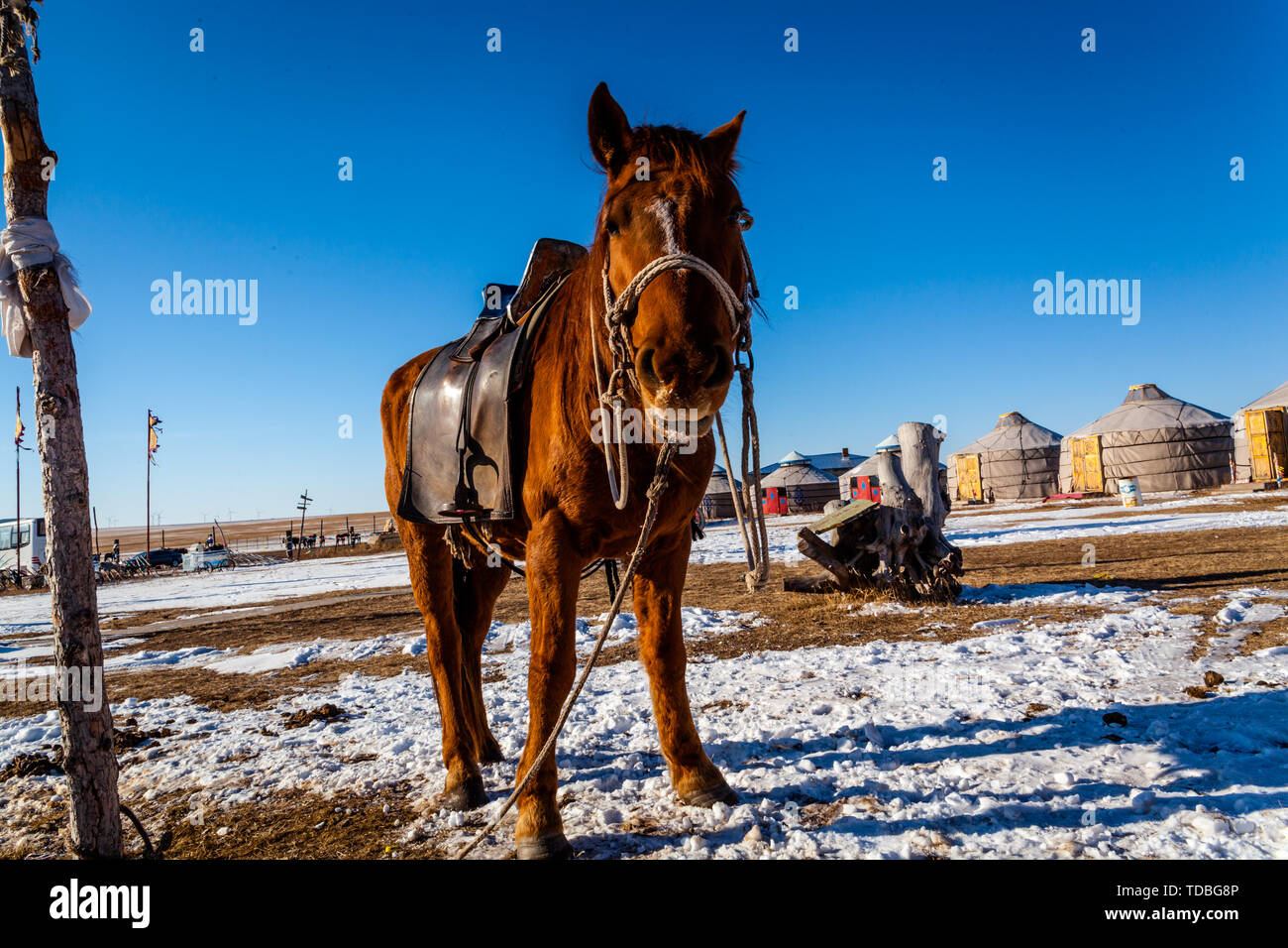Hailar prairie tribe Stock Photo - Alamy