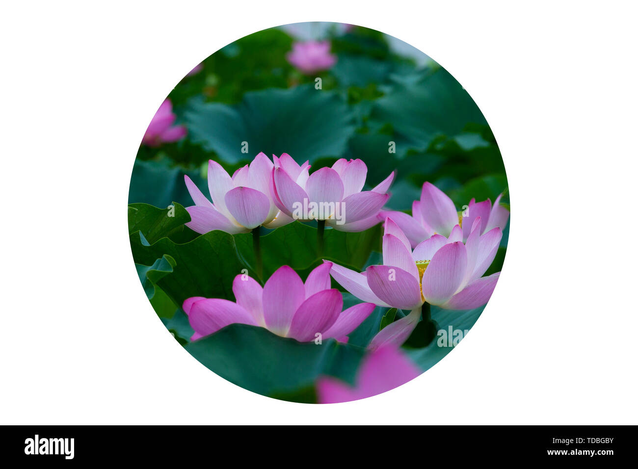 Two color lotus Cut Out Stock Images & Pictures - Alamy