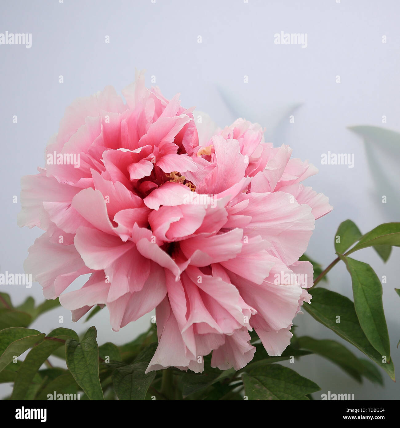 Peony, peony (prescription composition Stock Photo - Alamy