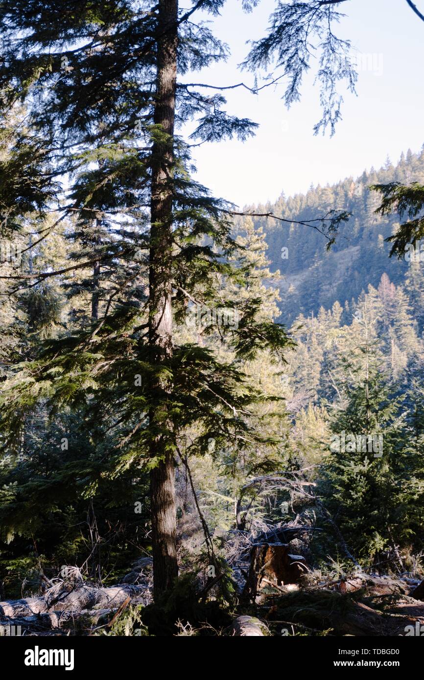 Beautiful pine tree forest on top of a hill Stock Photo - Alamy