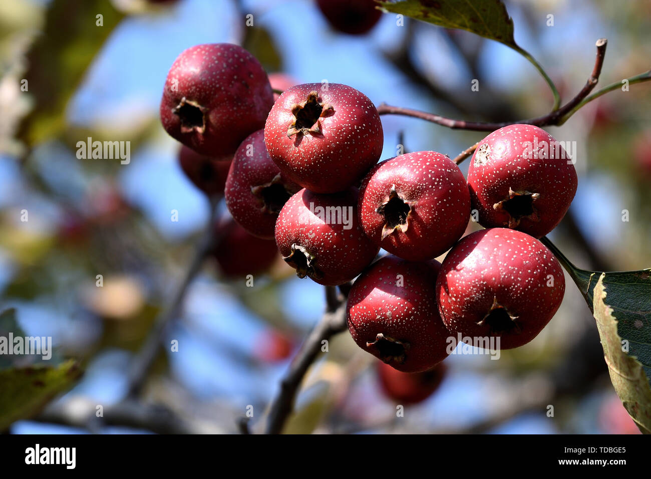 Photographed in Shanxi in October 2018, hawthorn trees are covered with ...