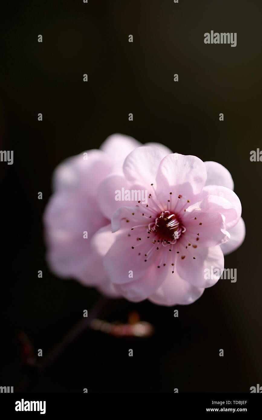 Pink spring plum Stock Photo - Alamy