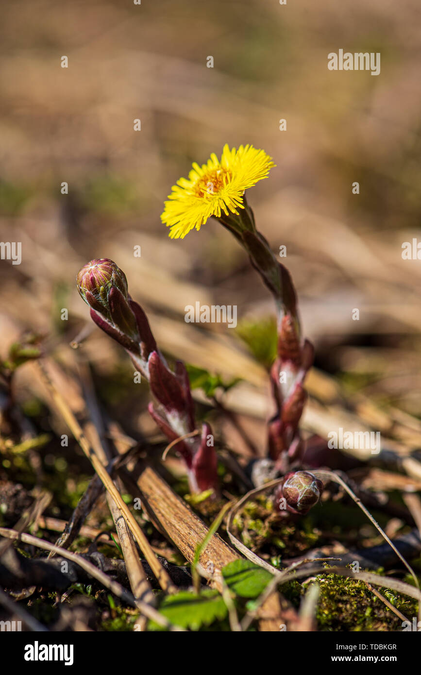 first spring flowers on the ground with green leaves Stock Photo - Alamy