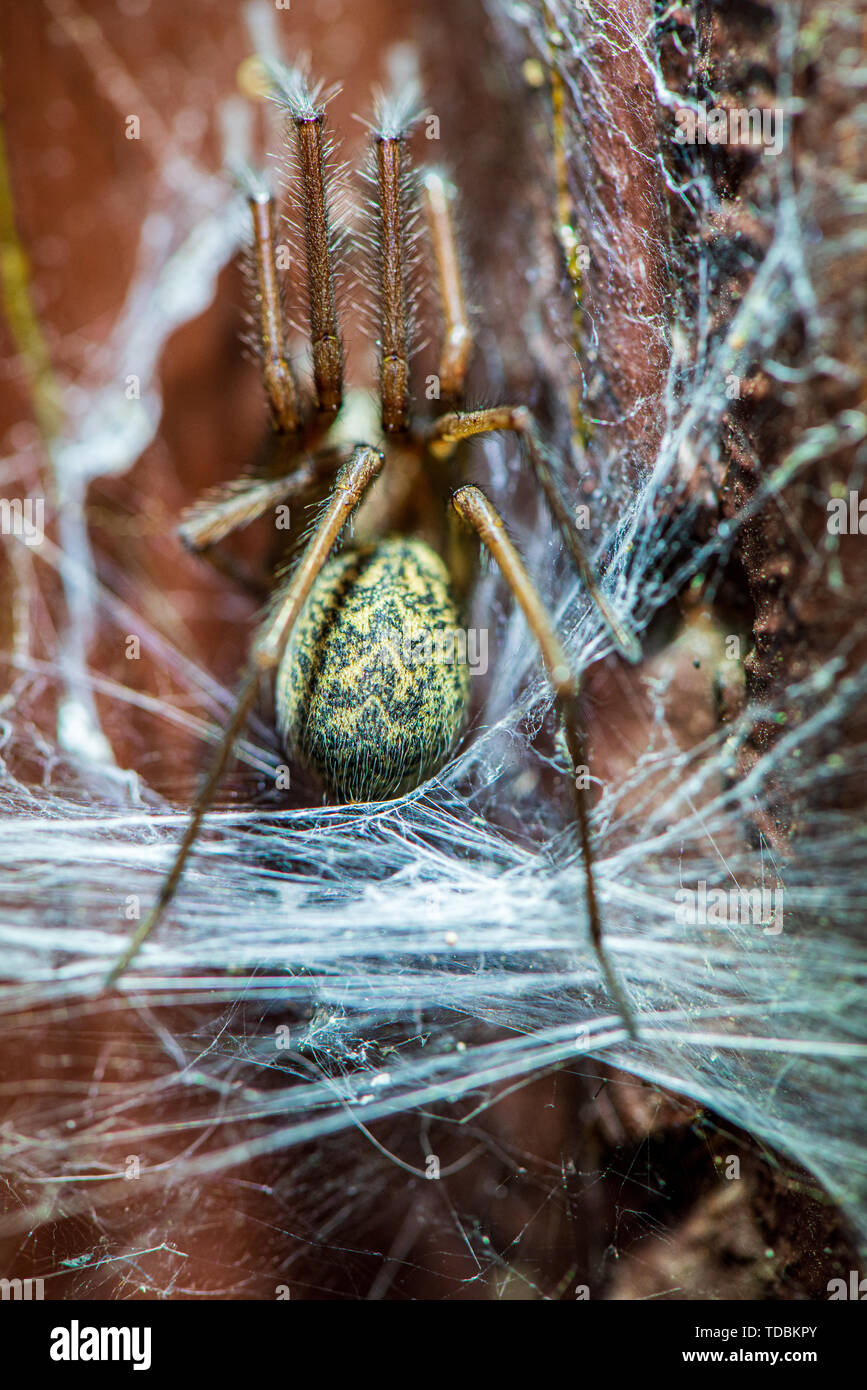 spider in spider web hunting for flies Stock Photo - Alamy