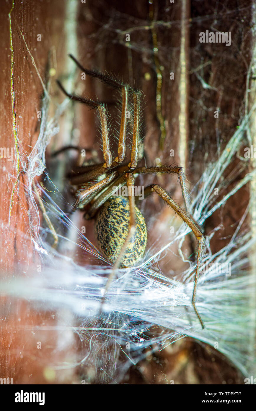 spider in spider web hunting for flies Stock Photo - Alamy