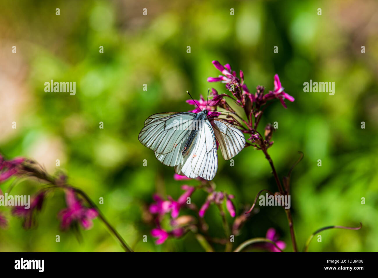 bright colorful butterfly in summer nature resting Stock Photo - Alamy