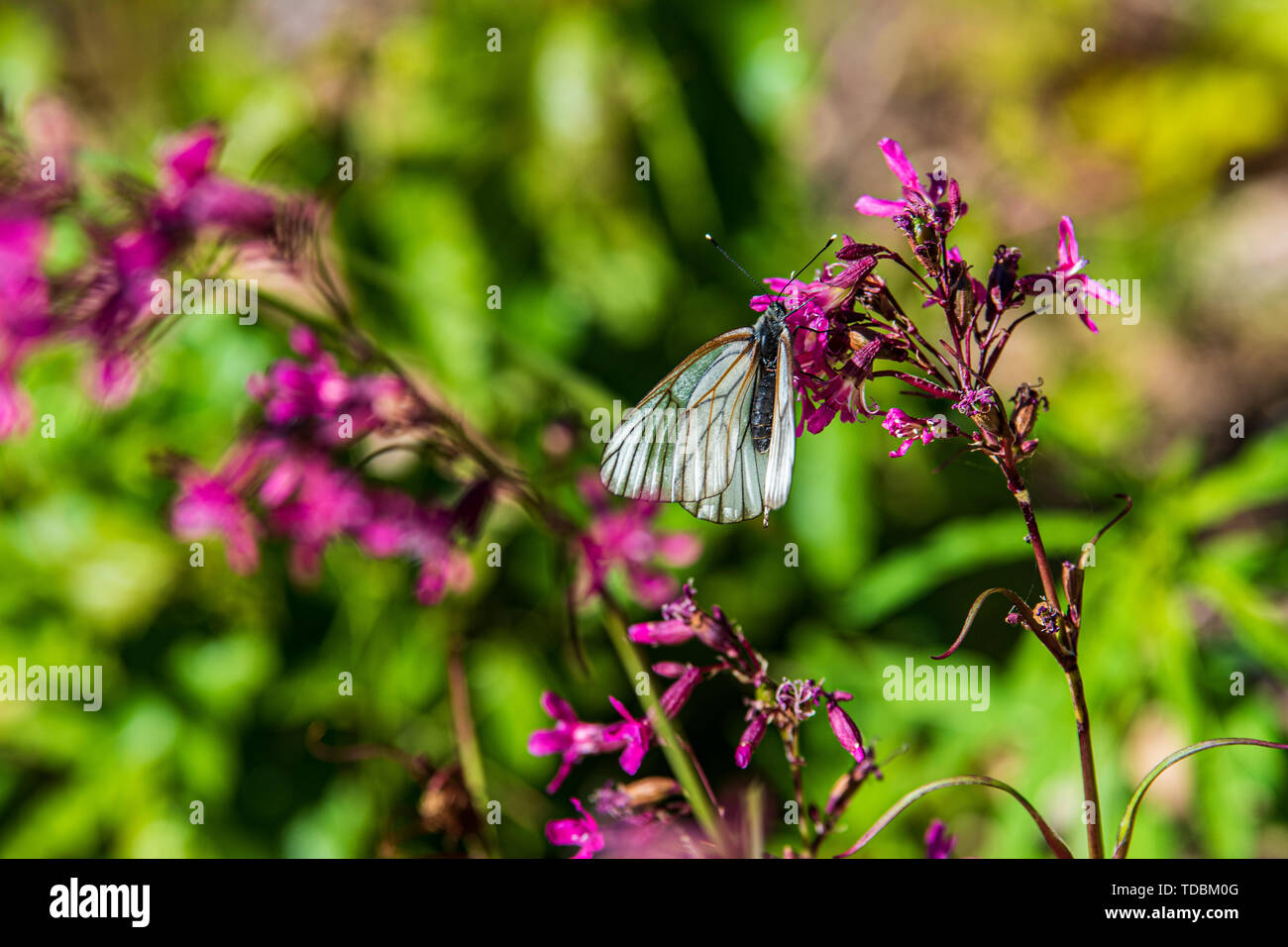bright colorful butterfly in summer nature resting Stock Photo - Alamy