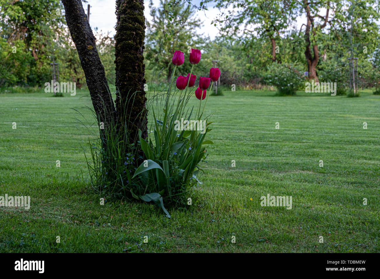 first spring flowers on the ground with green leaves Stock Photo - Alamy