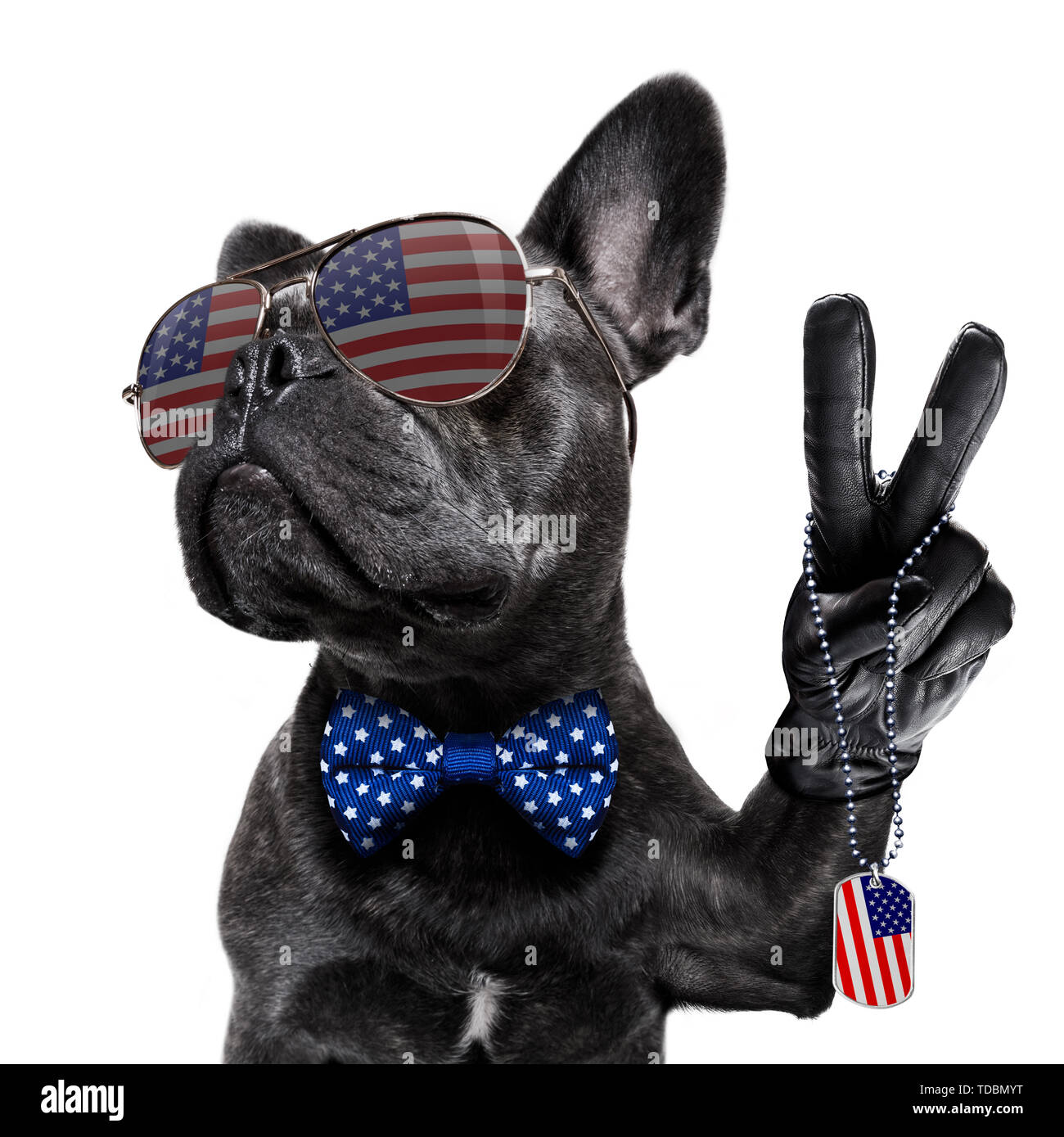 french bulldog waving a flag of usa and victory or peace fingers on ...