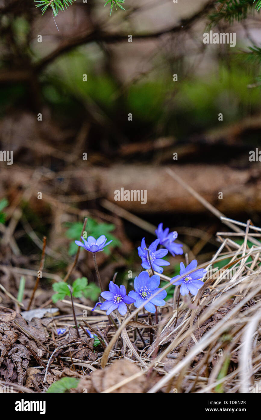first spring flowers on the ground with green leaves Stock Photo - Alamy