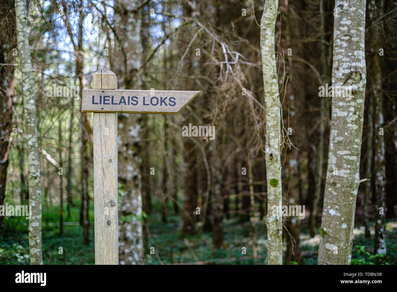 tourist direction signs in forest made of wood planks Stock Photo - Alamy