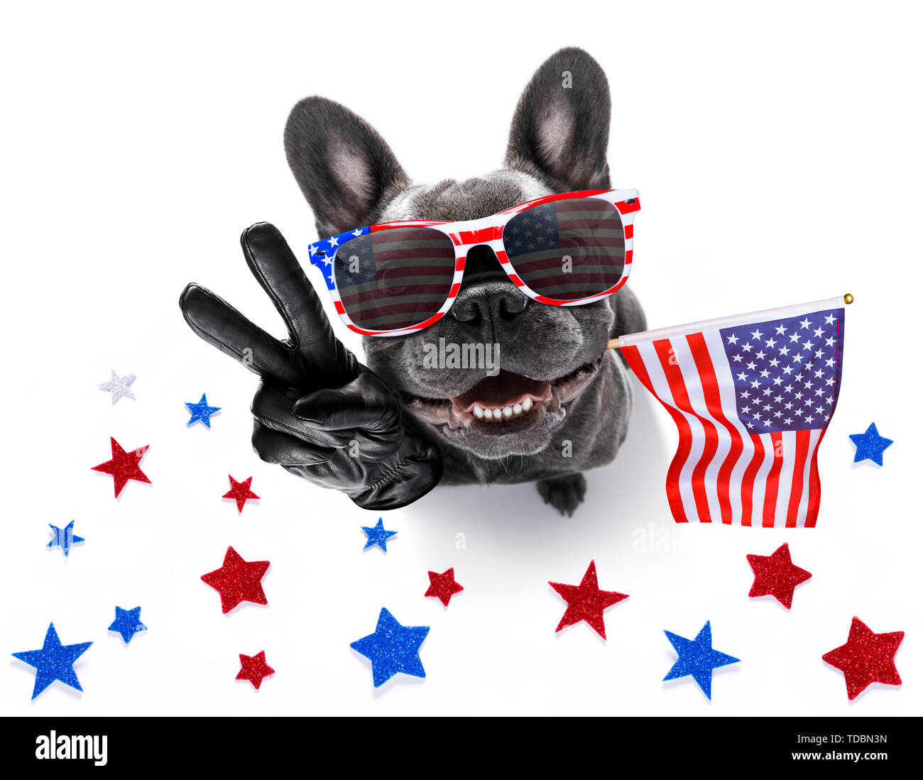 french bulldog waving a flag of usa and victory or peace fingers on ...