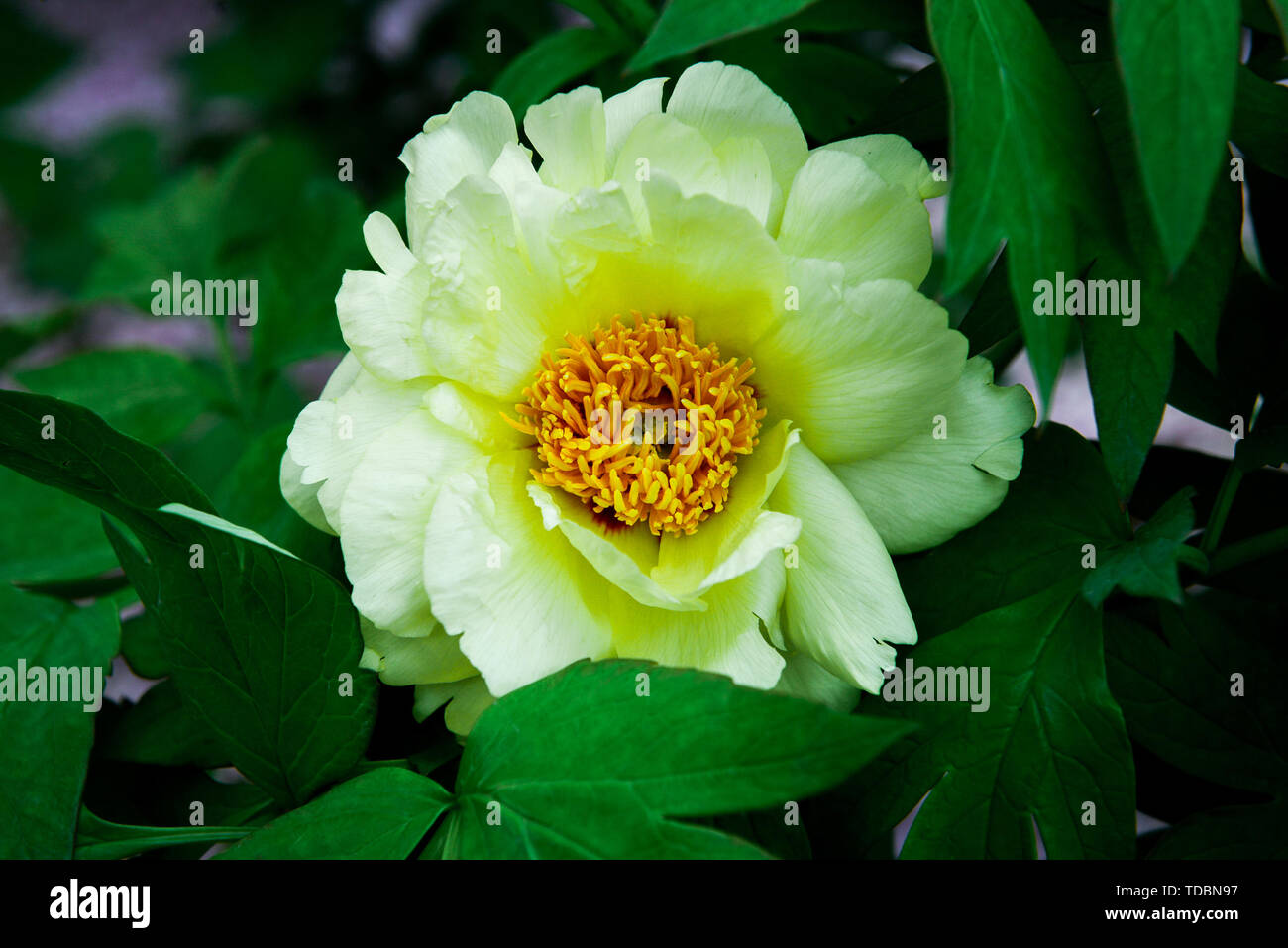 Luoyang peony map Stock Photo - Alamy