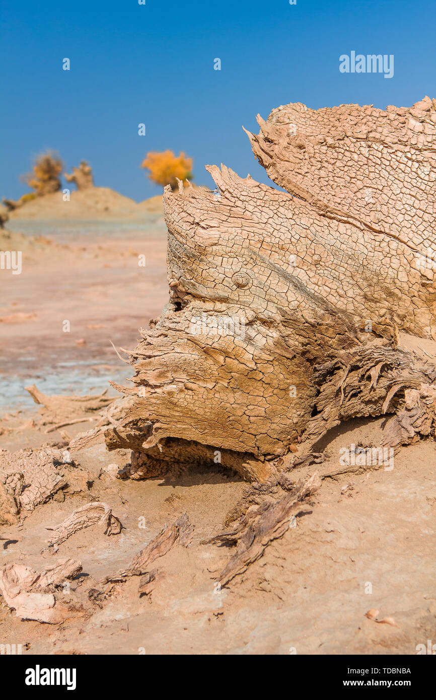 A dead poplar fell on the Gobi Desert, weathered with only bark Stock ...