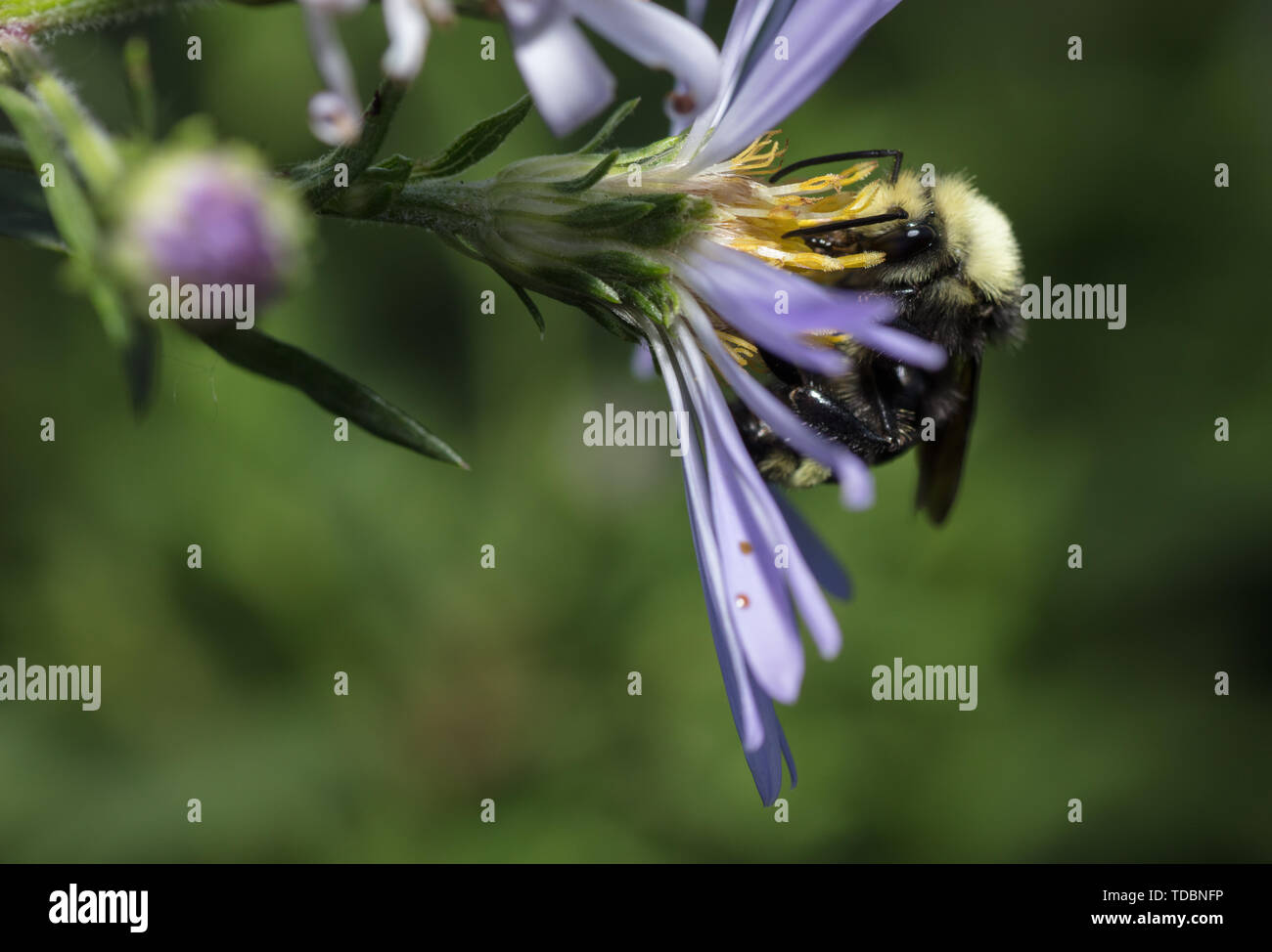 American honey bee hi-res stock photography and images - Alamy