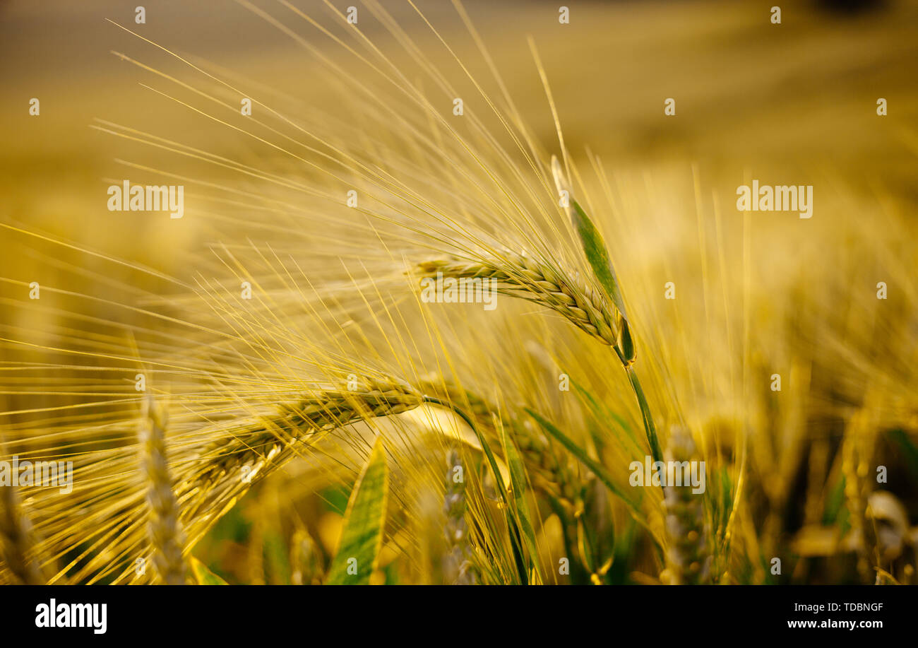Spikes macro close up in the summer wheat field. Soft warm light ...