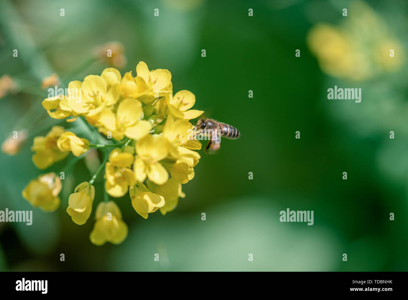A bee is picking honey Stock Photo - Alamy