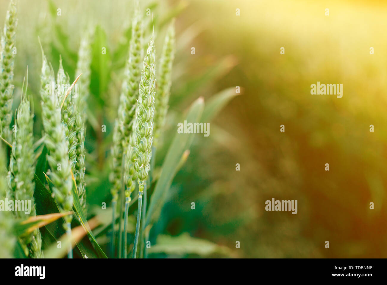 Fresh green grass in the summer field in the warm sunlight background ...