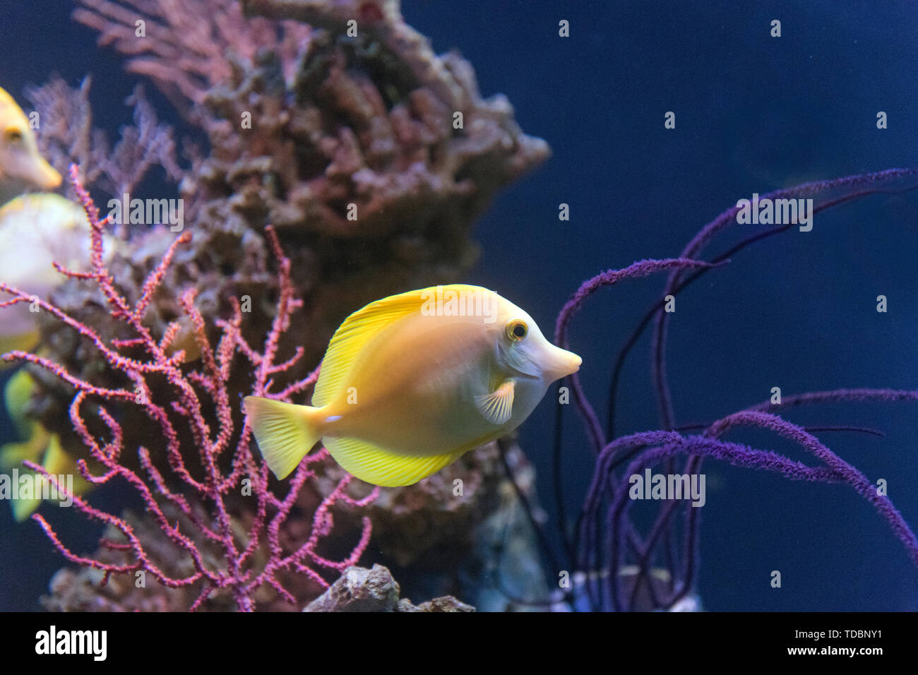 Gold hanging fish Stock Photo - Alamy