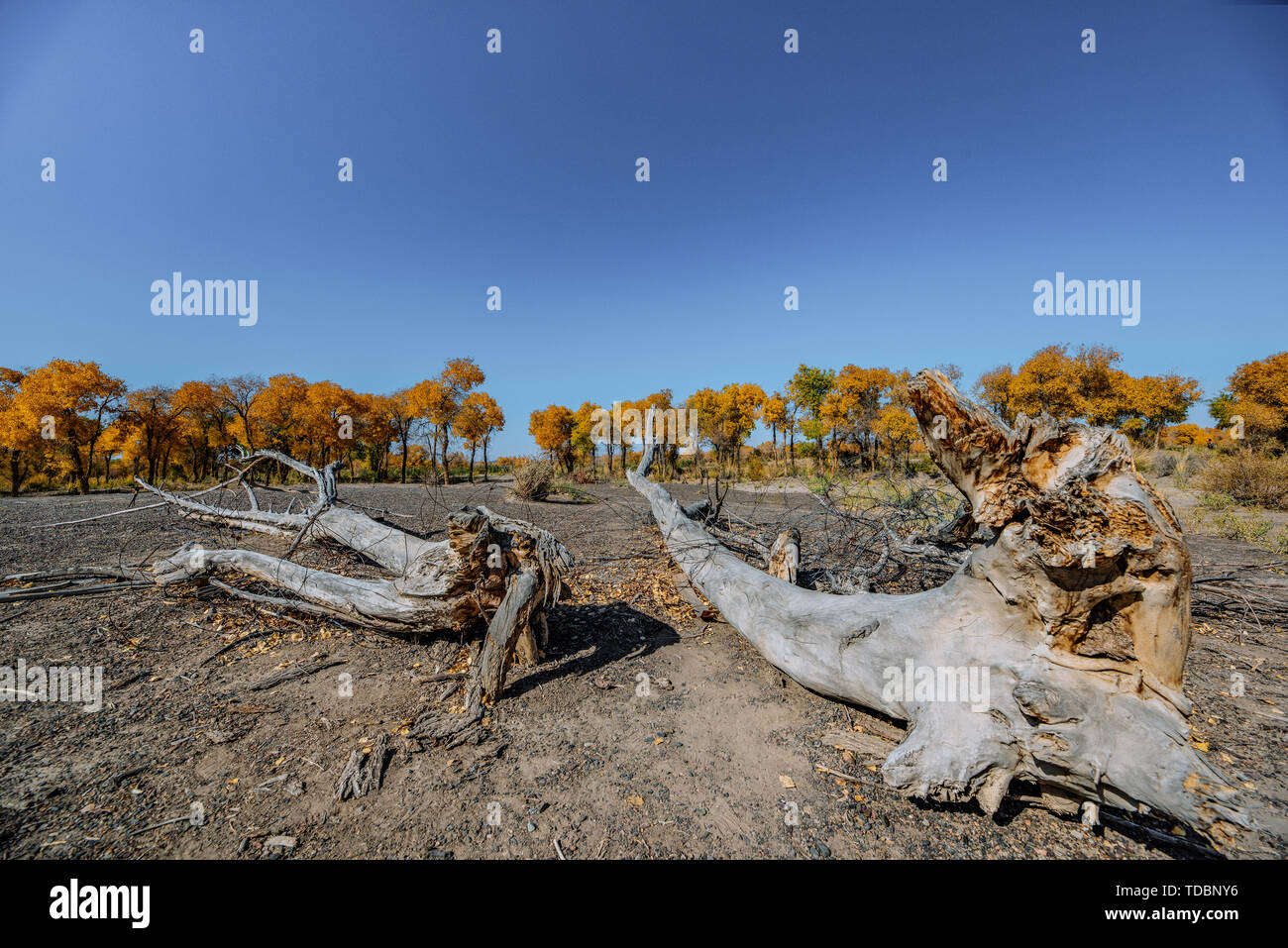 Surviving Hu Yang Lin Stock Photo - Alamy