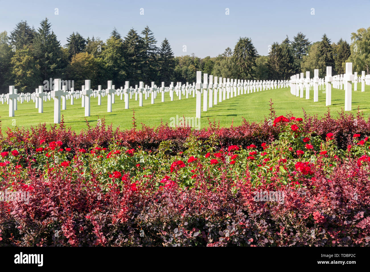 American WW2 Cemetery with rose bush and headstones in Luxembourg Stock ...
