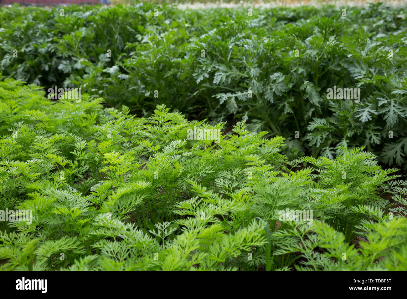 Plateau film planting farmland Stock Photo - Alamy