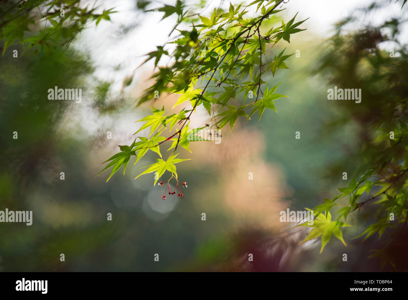 A maple leaf that just grew new leaves in spring Stock Photo - Alamy