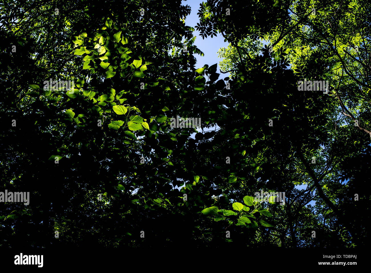 Eight views of Longjing, Hangzhou Stock Photo - Alamy