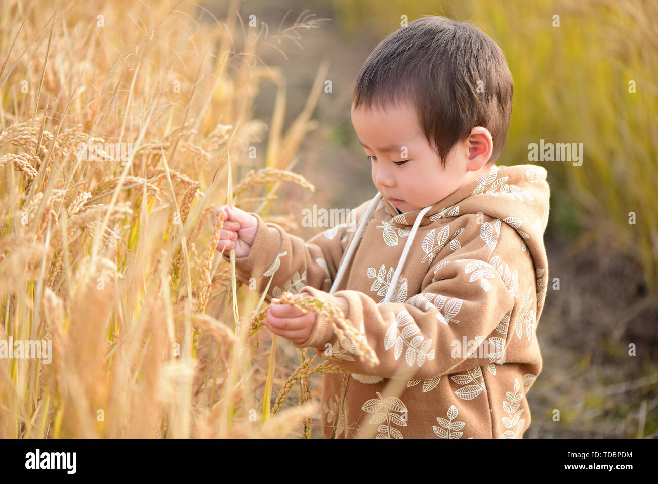 Happy little boy in the rice field Stock Photo - Alamy