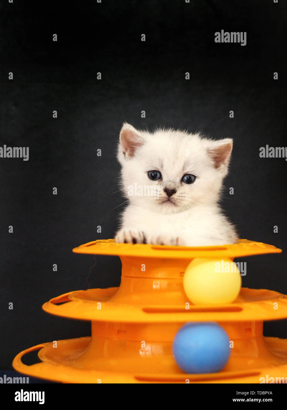 Cats playing with turntables Stock Photo - Alamy