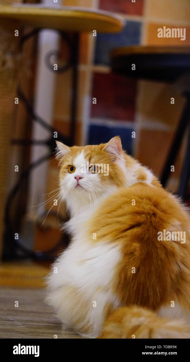 Cat Looking Around Corner High Resolution Stock Photography and Images ...