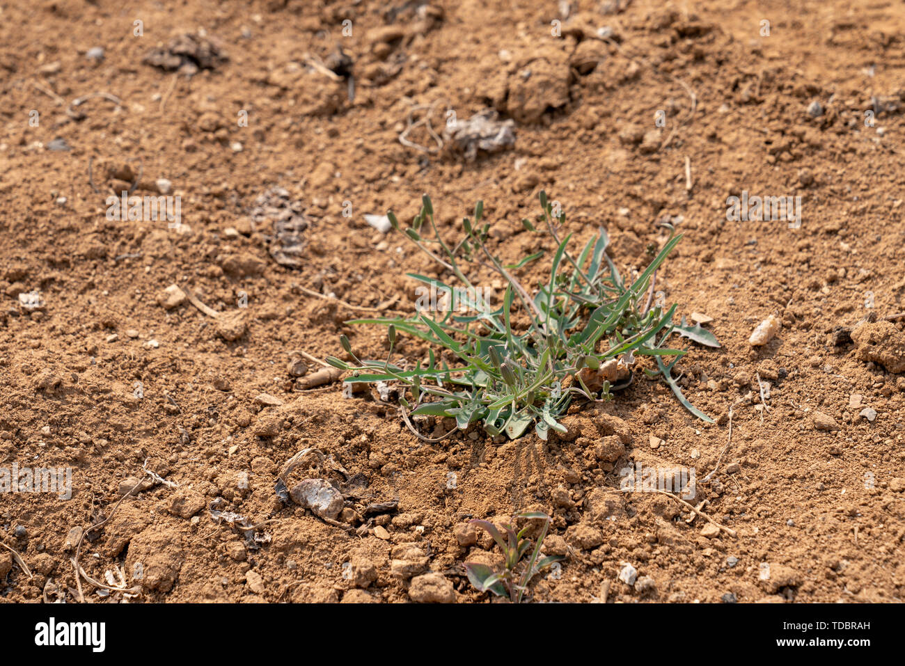 Bitter vegetables hi-res stock photography and images - Alamy