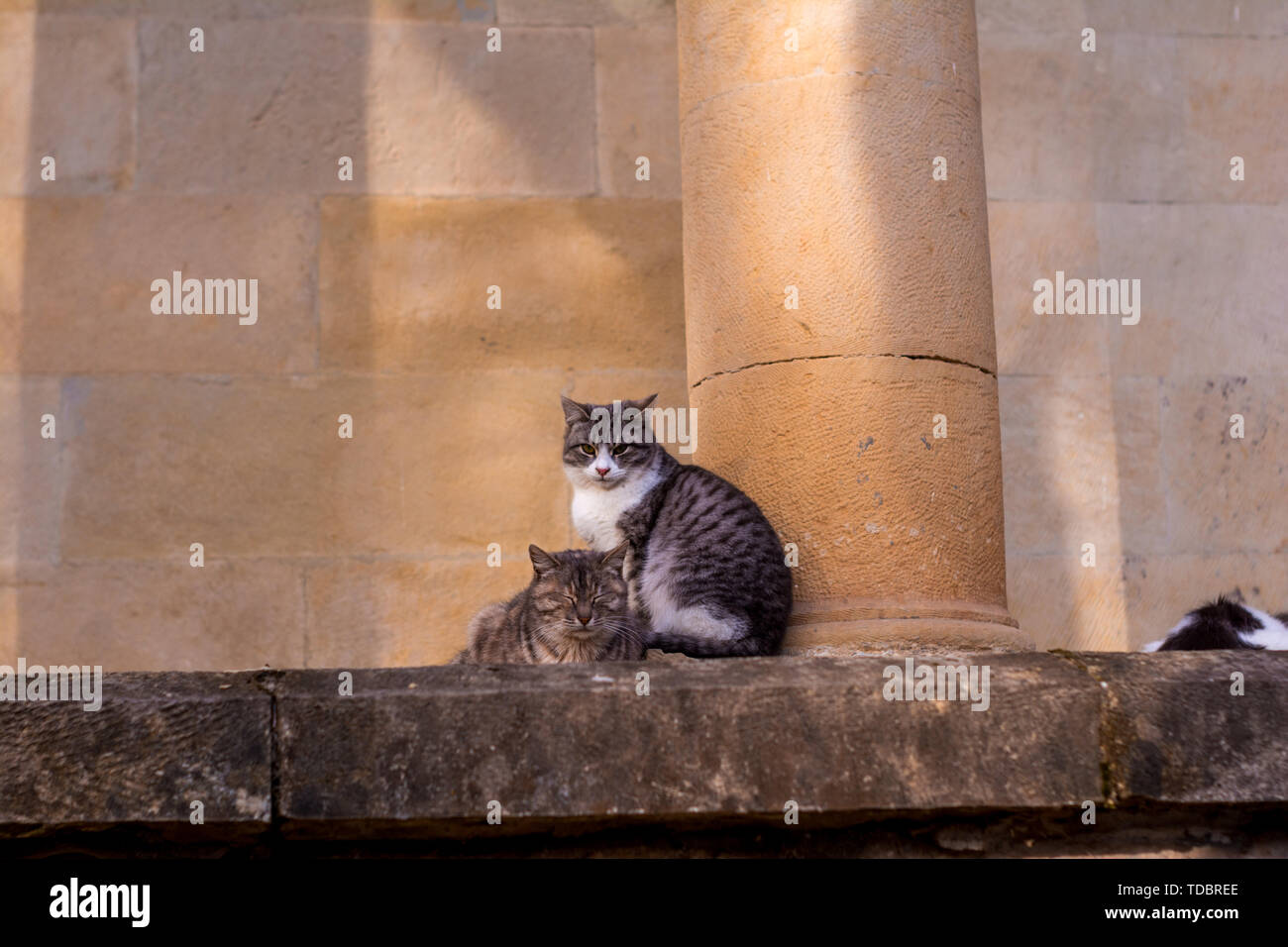 Cats sit on a stone and fall asleep. Animal rest Stock Photo - Alamy